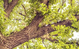 Native and Common Irish Trees - Woodside Nurseries